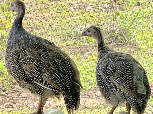 Five Leaf Clover Farm | Our Animals