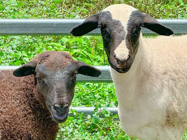 Five Leaf Clover Farm | Our Animals